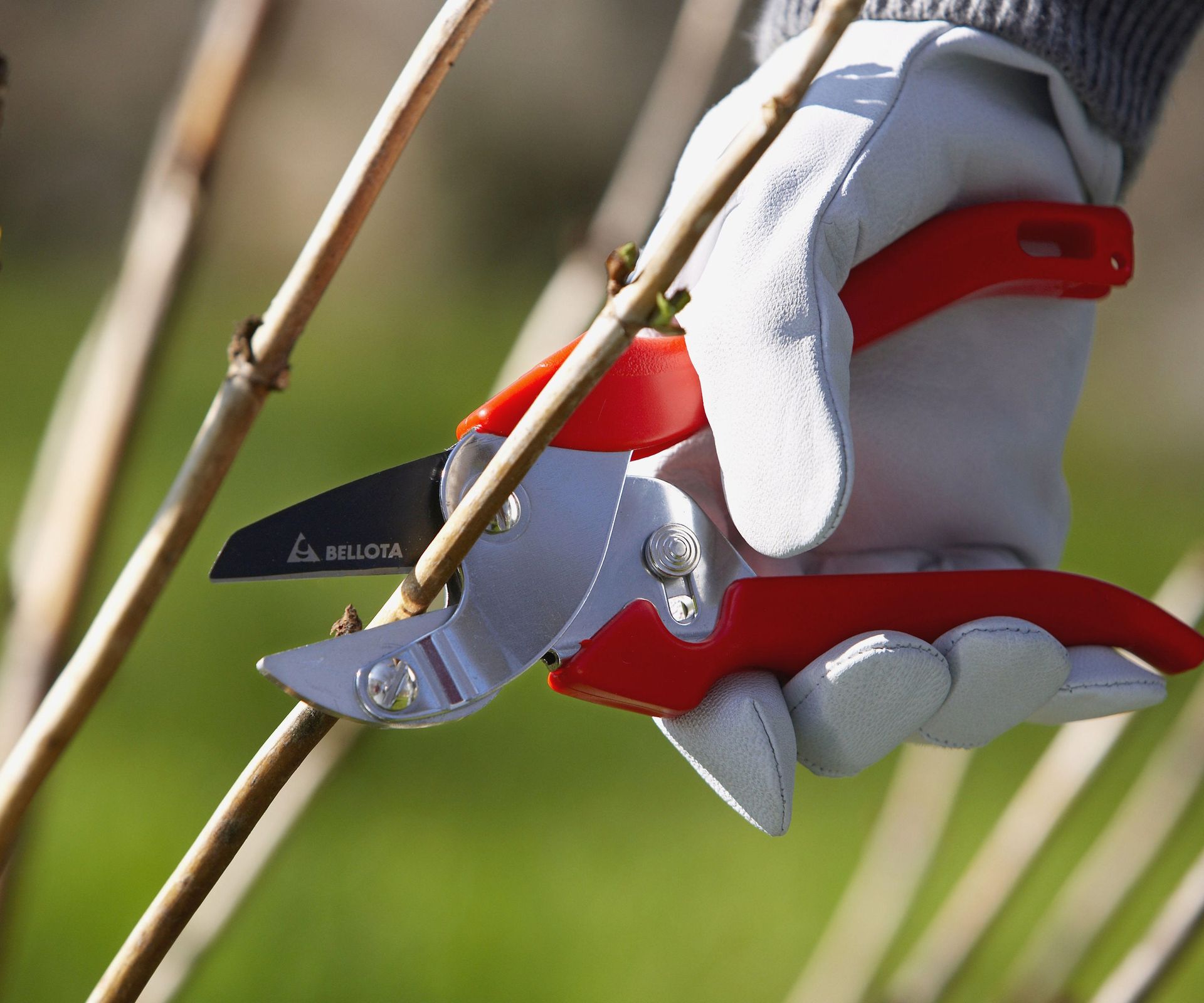 Expert tips for how to prune tree branches correctly at home | Homes ...