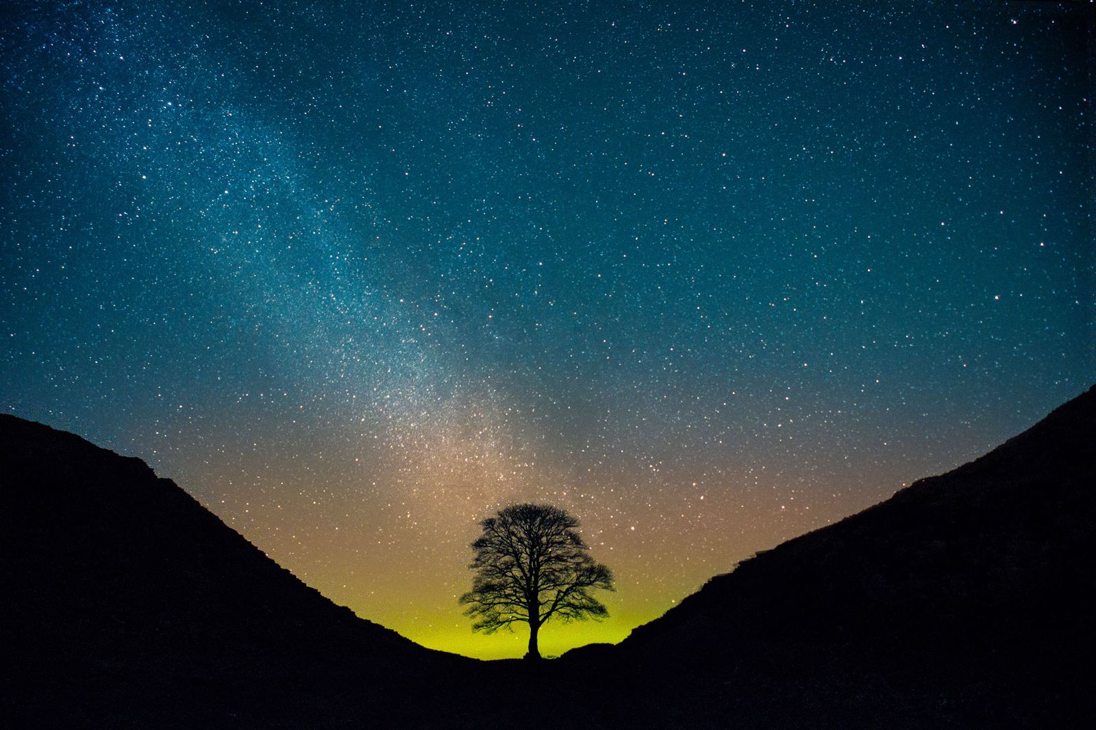 The six most beautiful lonely trees in Britain | Country Life