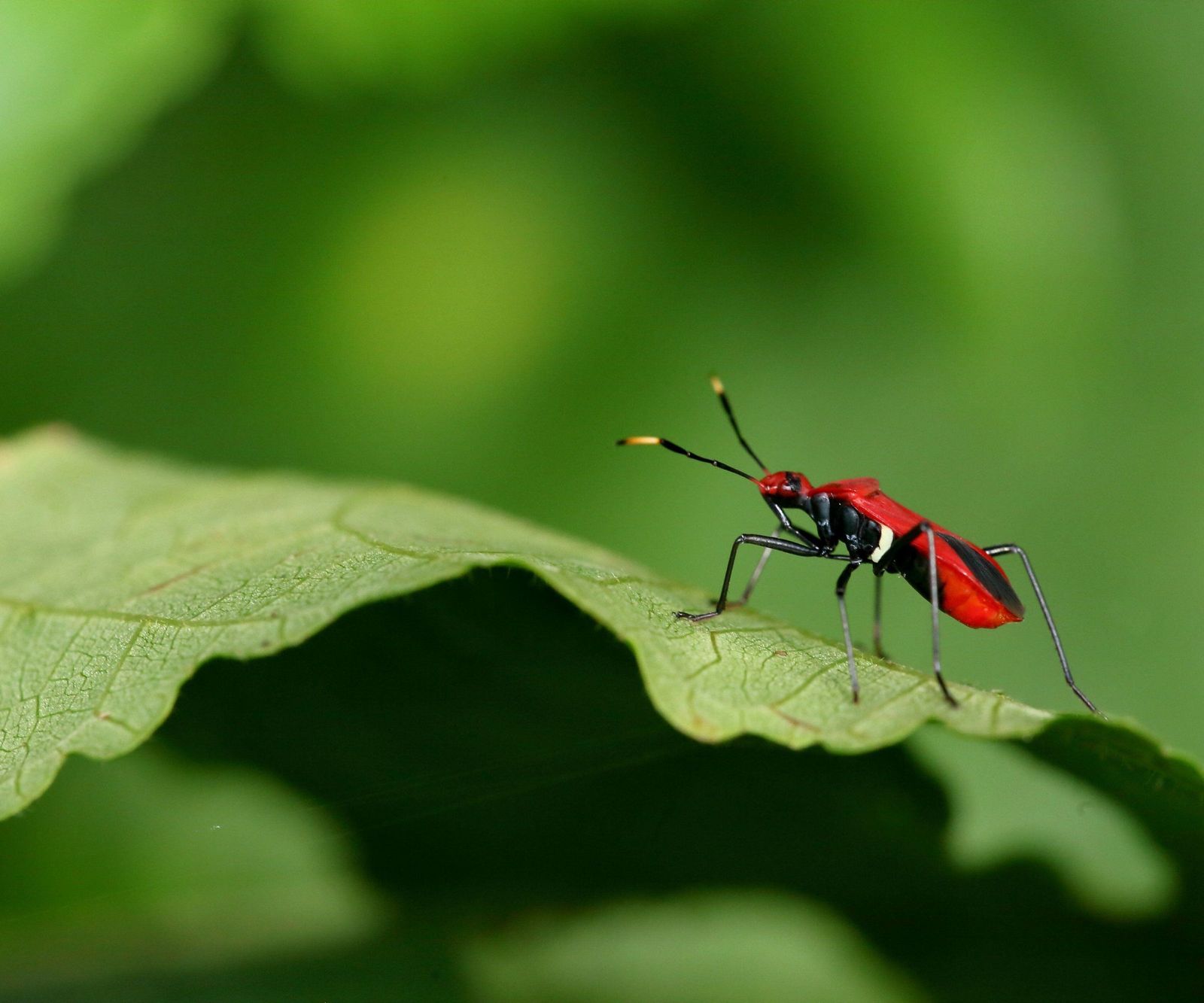 How to get rid of boxelder bugs outside your house: expert tips | Homes ...