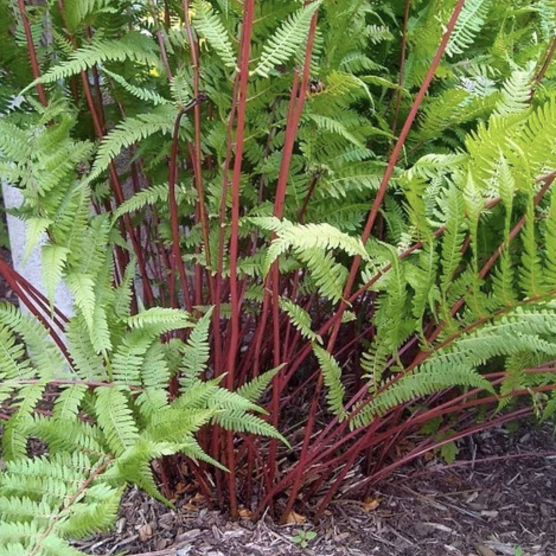 Best plants for under trees: 10 shade loving varieties | Homes and Gardens