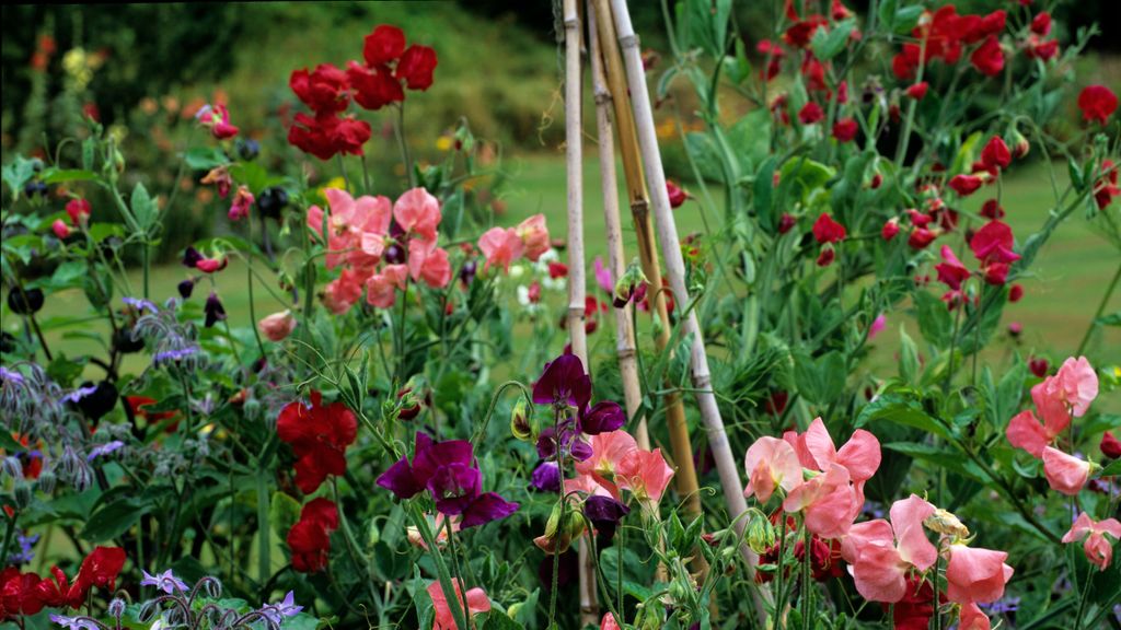 When to plant sweet peas: for the best results | Homes and Gardens