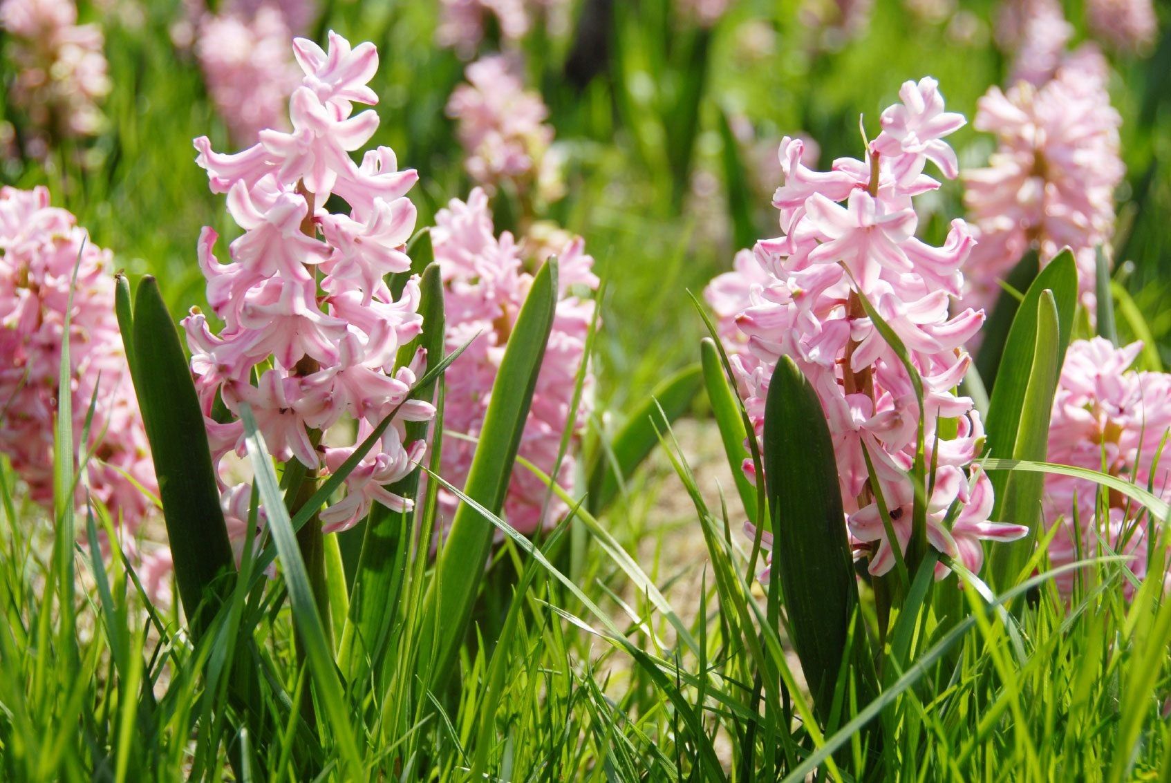 Getting Hyacinth To Bloom: Tips On Keeping Hyacinth Flowers Every Year ...