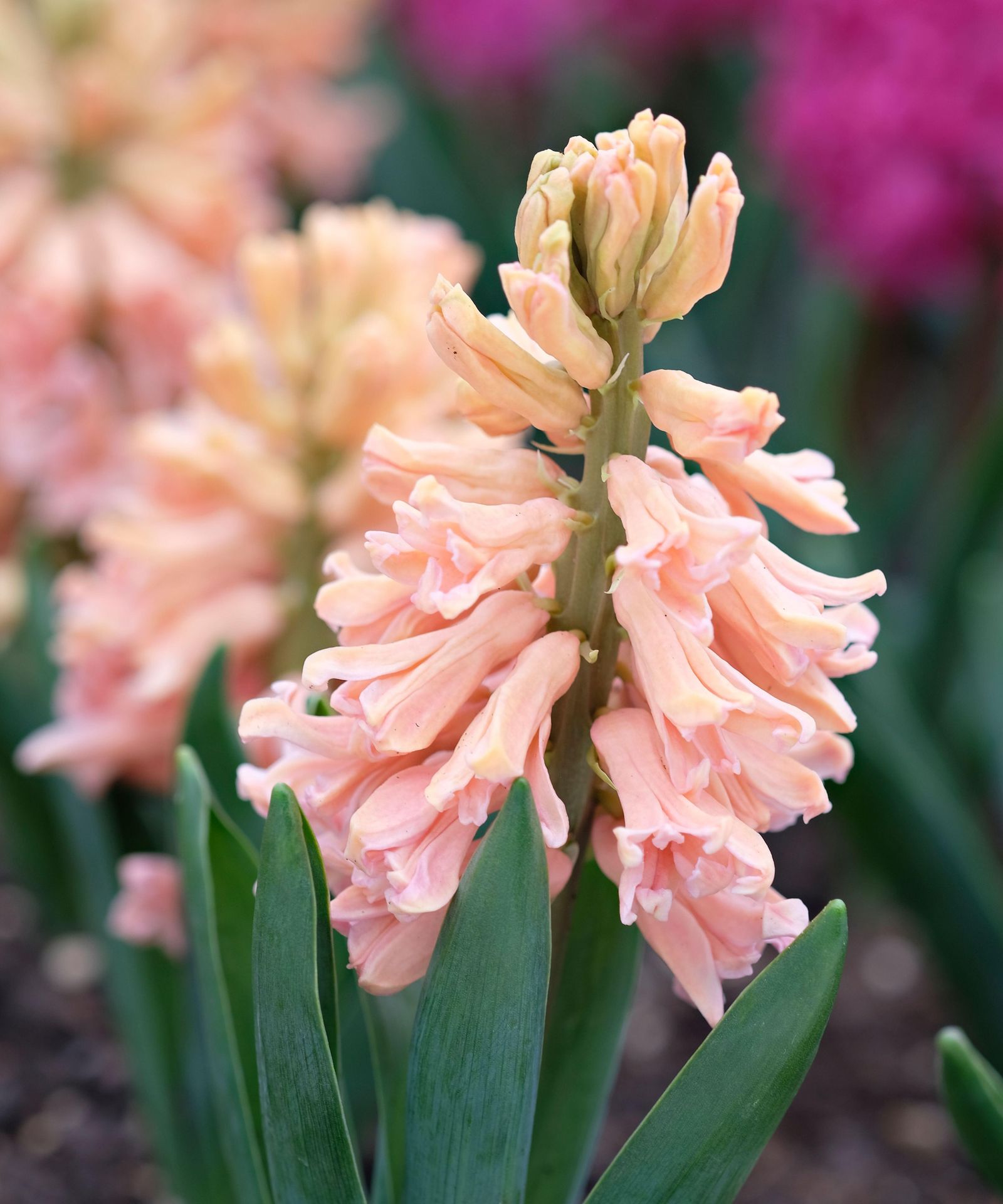 Best hyacinth varieties – 15 seasonal bulb choices | Homes and Gardens