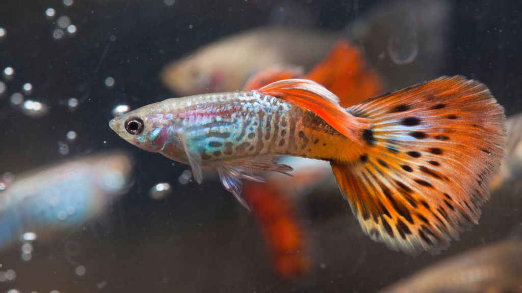 20 peaceful fish for a community tank | PetsRadar