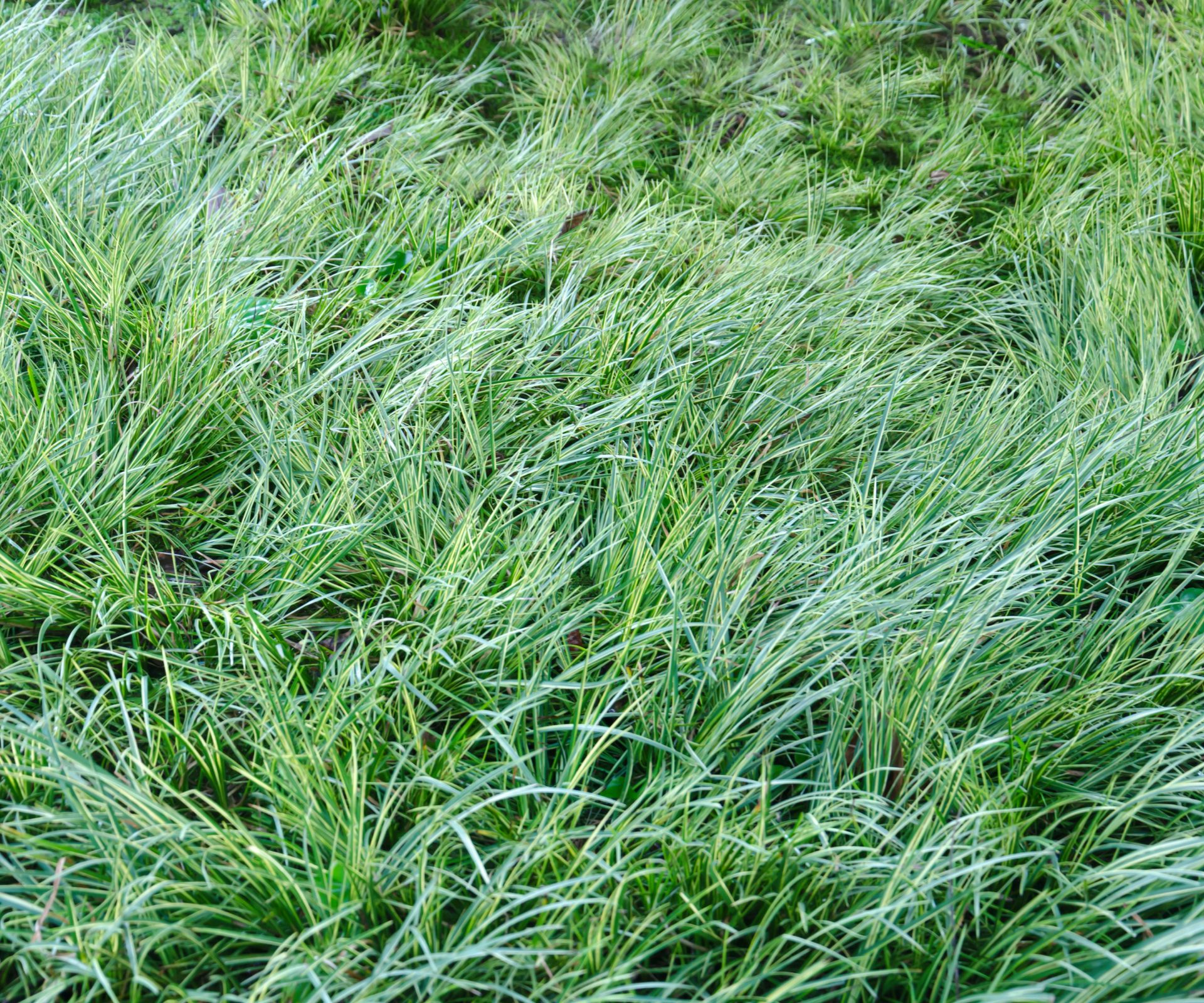 12 Best Alternatives To A Lawn For A Green Plot | Gardening Know How