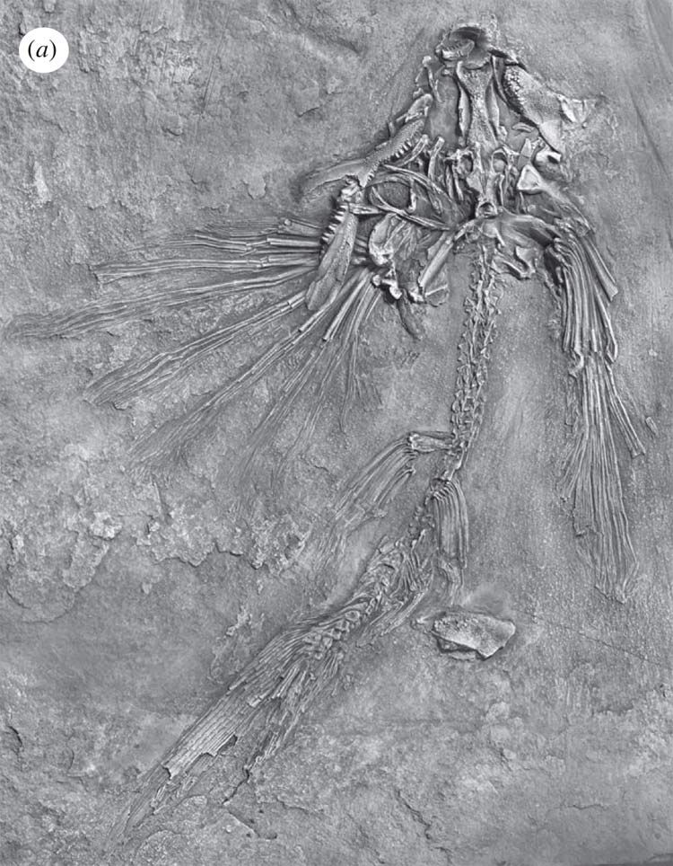 Flying Fish Evolved to Escape Prehistoric Predators | Live Science