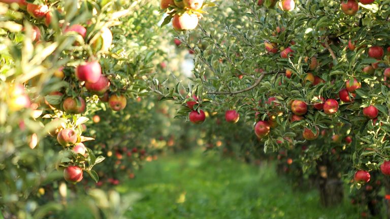 When to pick apples - expert tips to pick perfect fruits | Homes and ...