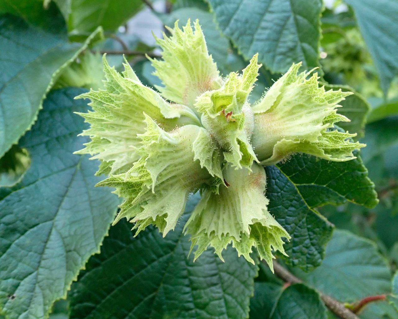 Hazelnut care and growing guide: top tips | Gardeningetc