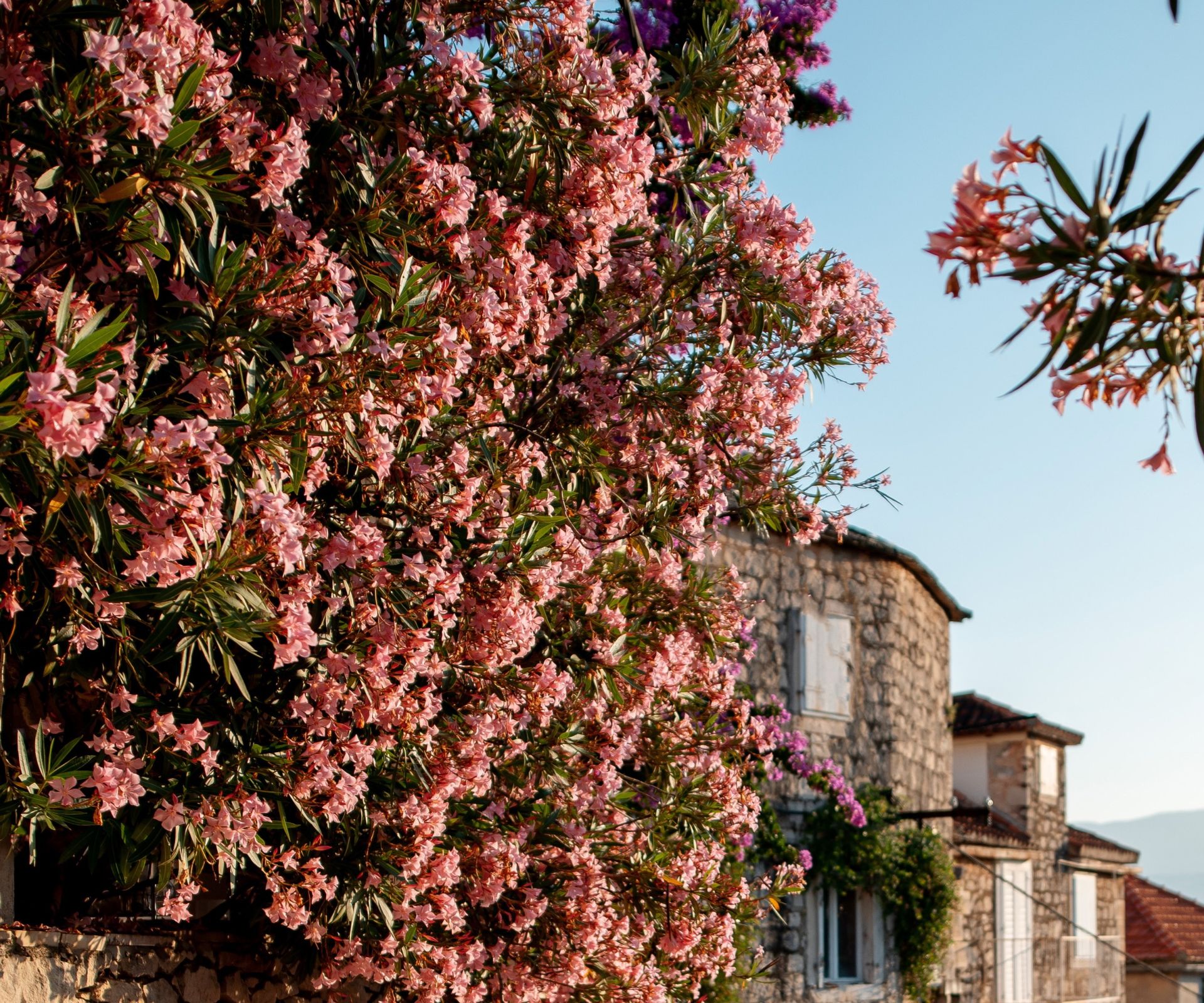 How to grow weigela: a colorful flowering shrub for the yard | Homes ...