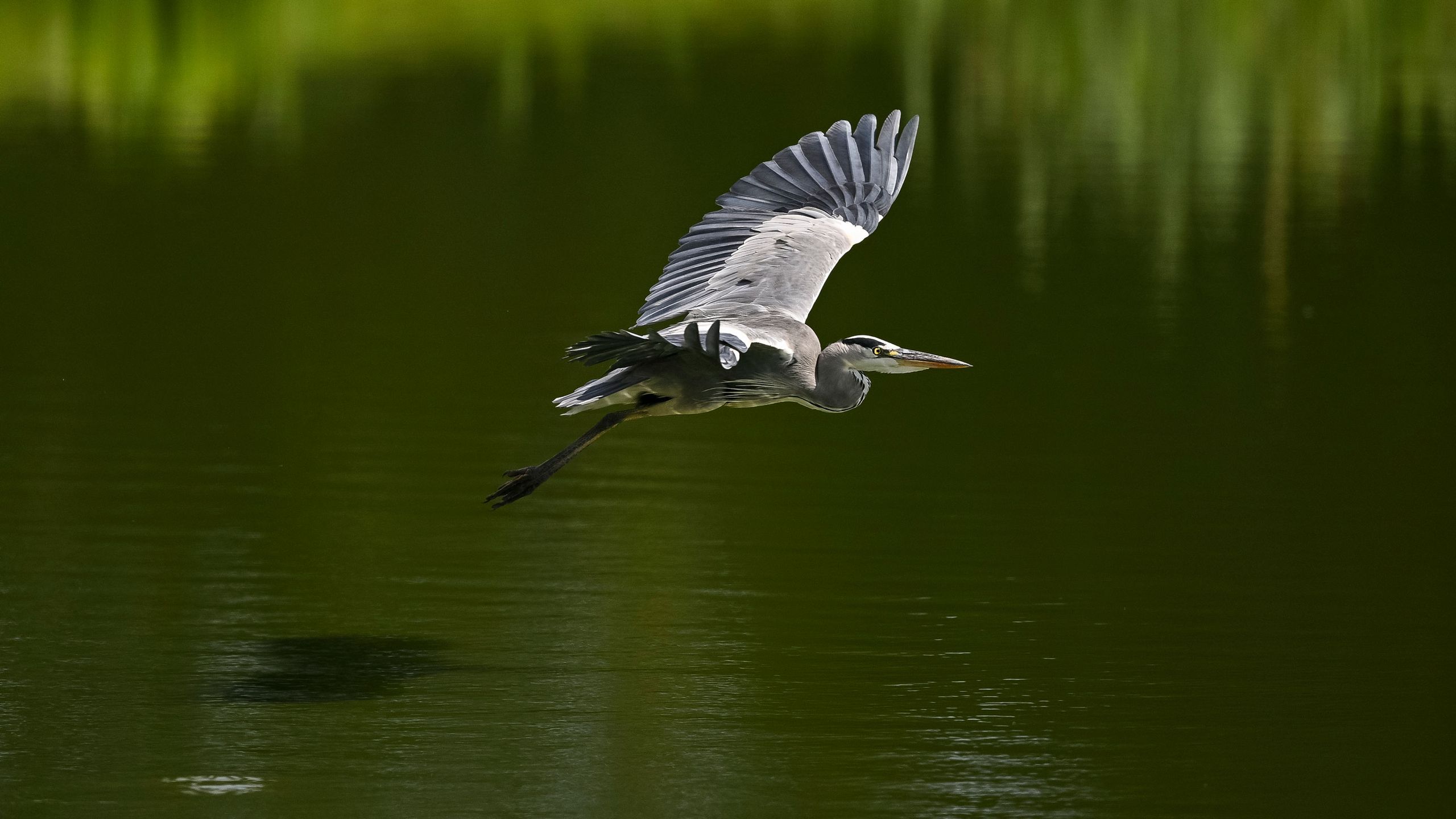 My Playing Partner Hit A Bird And His Ball Went Into A Pond | Golf Monthly