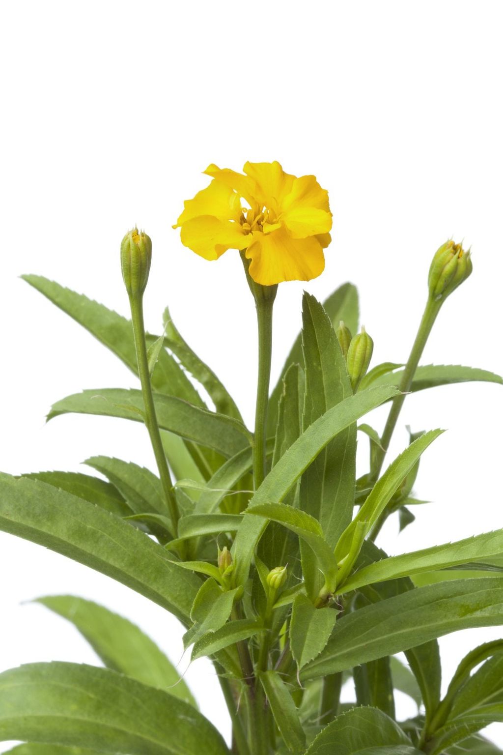 Mexican Tarragon Plants - Tips On Growing Mexican Tarragon Herbs ...