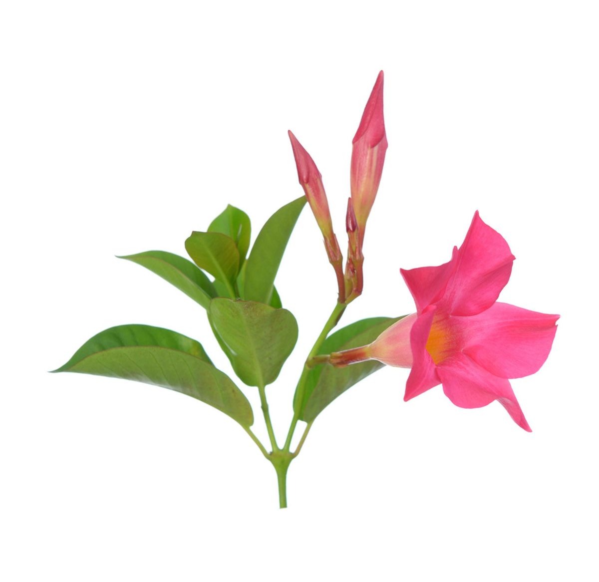 Rooting Dipladenia Plants: Growing A Dipladenia Vine From Cuttings ...