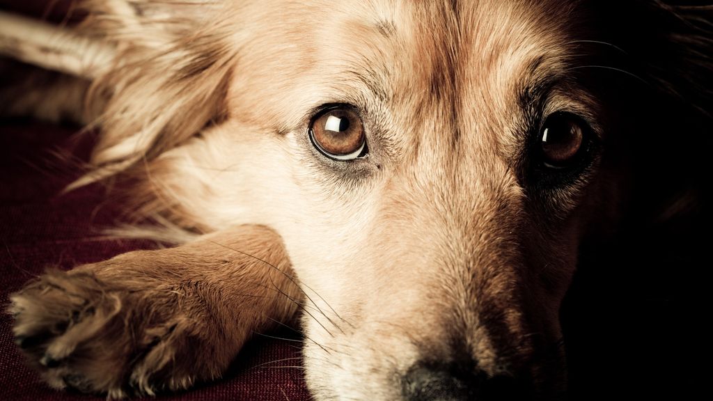 Is your dog anxious at night? Vet's guide to helping them settle ...