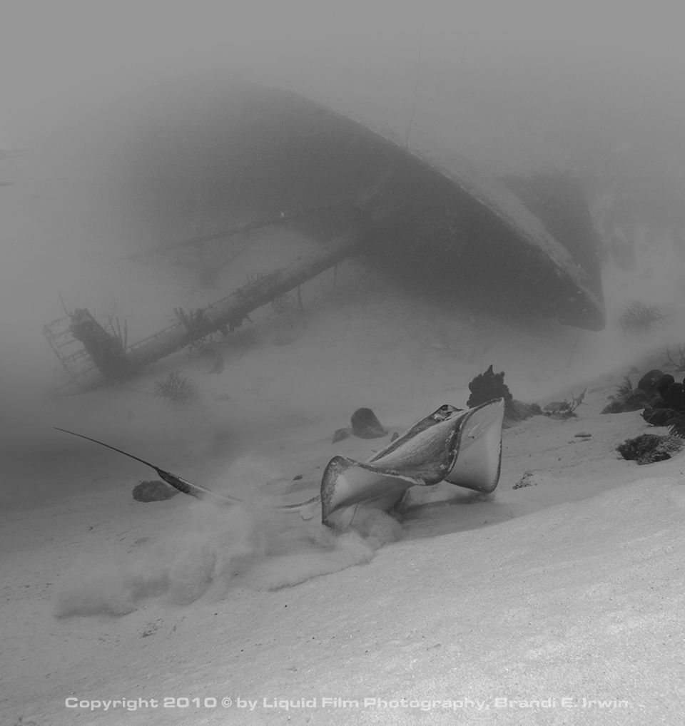 Gallery of Glowing Sea Creatures | Live Science