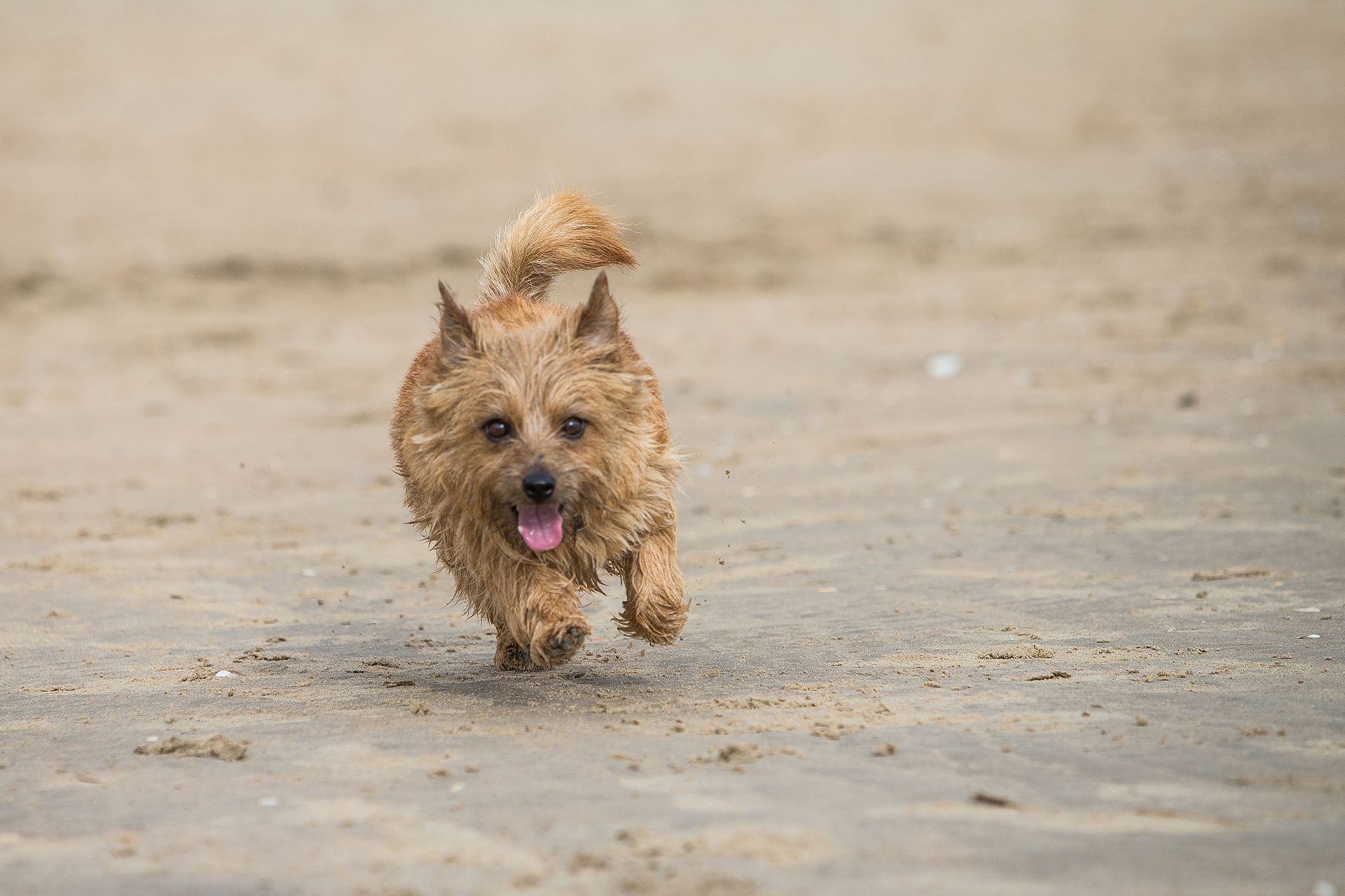 Norfolk terriers: ‘Stubborn little bearers of total joy’ | Country Life