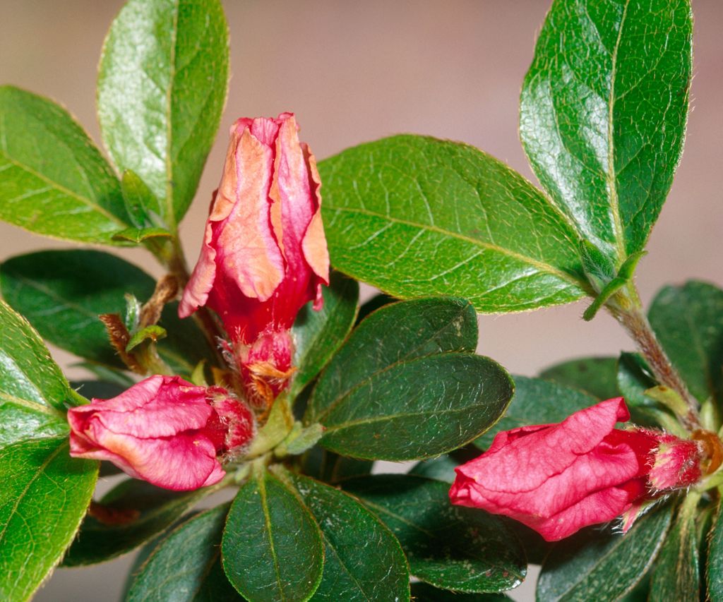 Azalea diseases: expert tips for spotting and solving issues | Homes ...