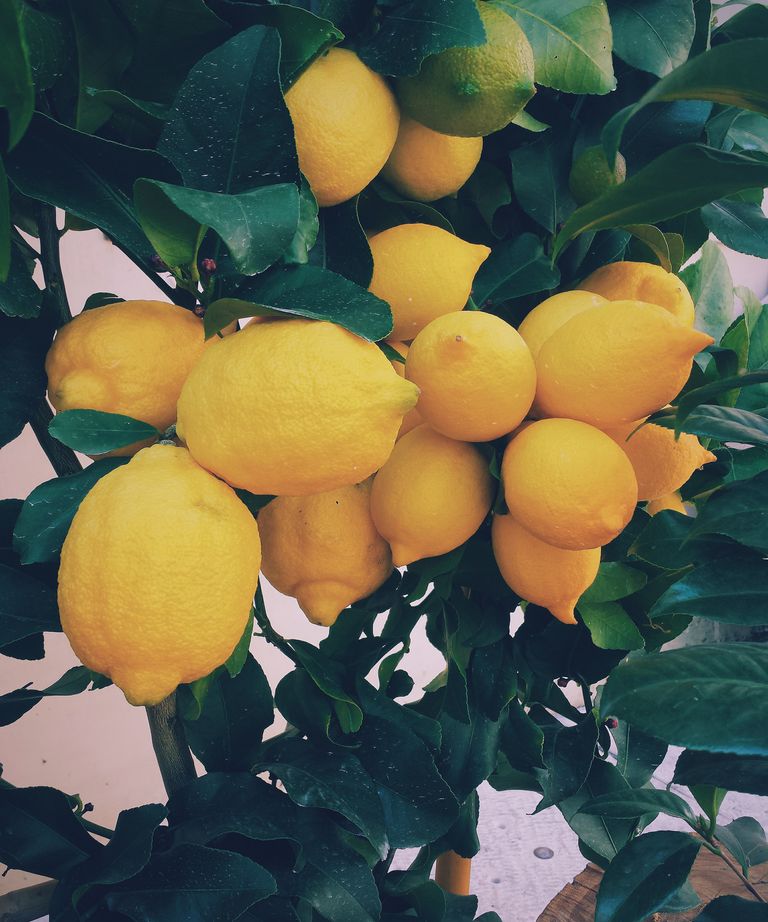 How long does it take for a lemon tree to grow? | Gardeningetc