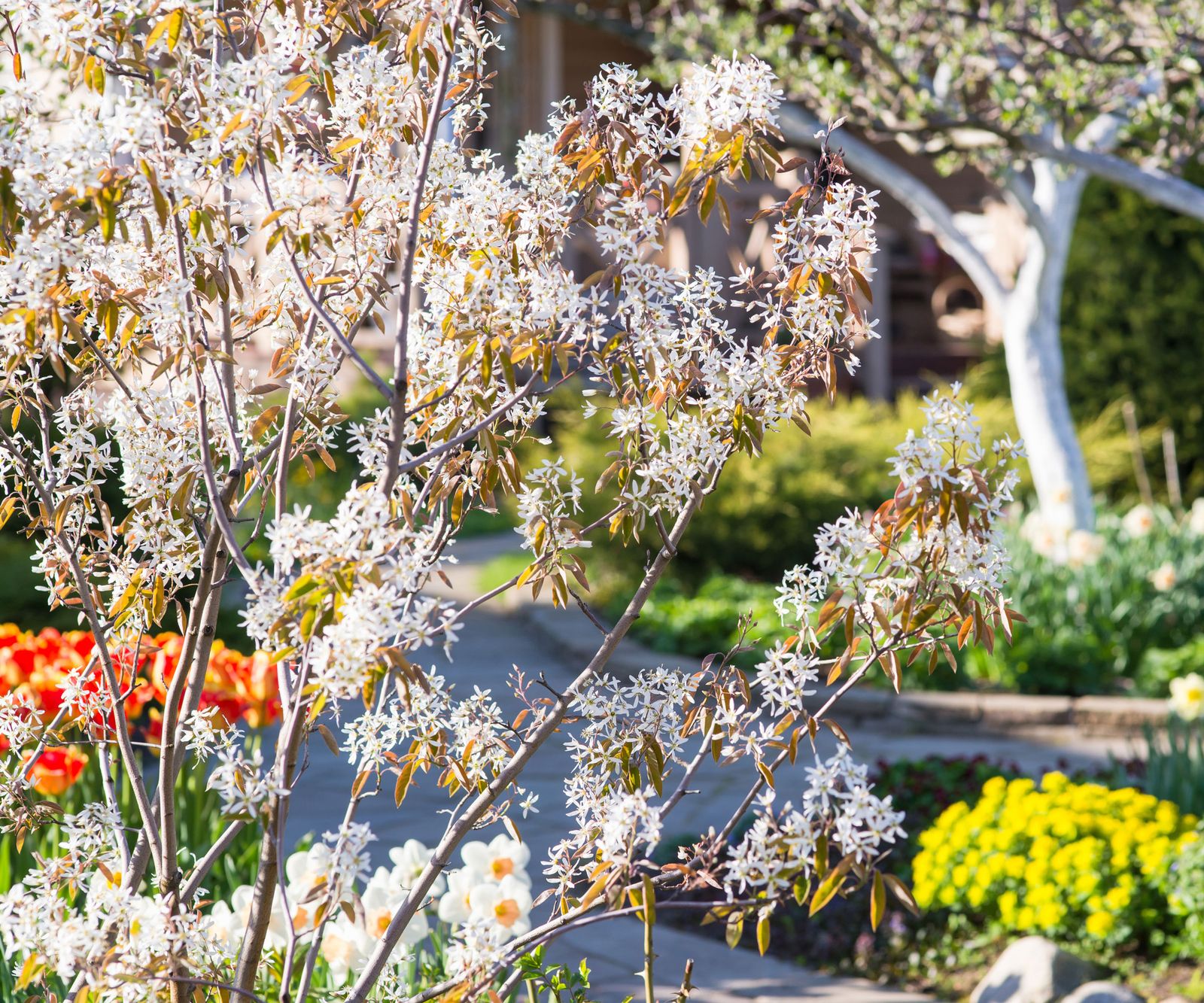 Fire-resistant plants: 8 varieties that can withstand heat | Homes and ...