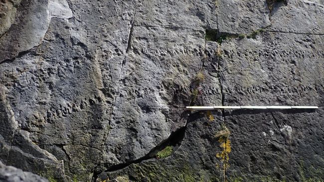 Scientists find fossil of largest arthropod to ever live, a car-size ...