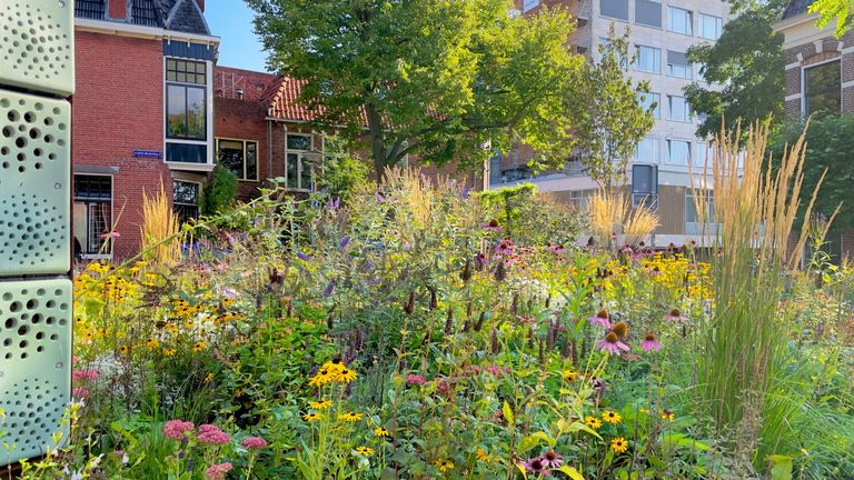 Why Green Spaces Matter & How To Make One In Your Community | Gardening ...