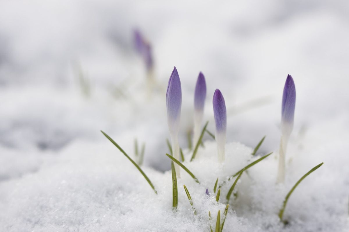 Crocus Cold Damage - Will Snow Hurt Crocus Blooms | Gardening Know How