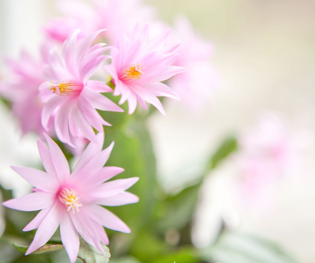 How to grow Easter cactus: 5 expert tips for success | Homes and Gardens