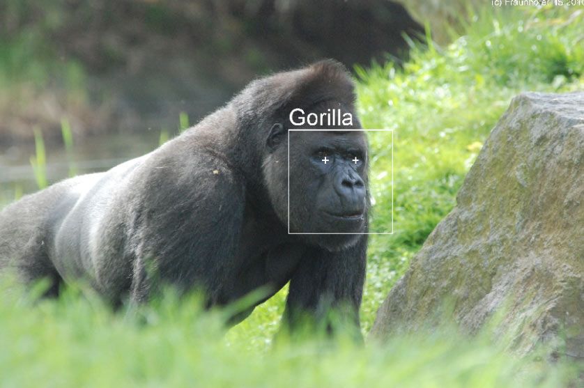 Image Gallery: Snapshots of Unique Ape Faces | Live Science