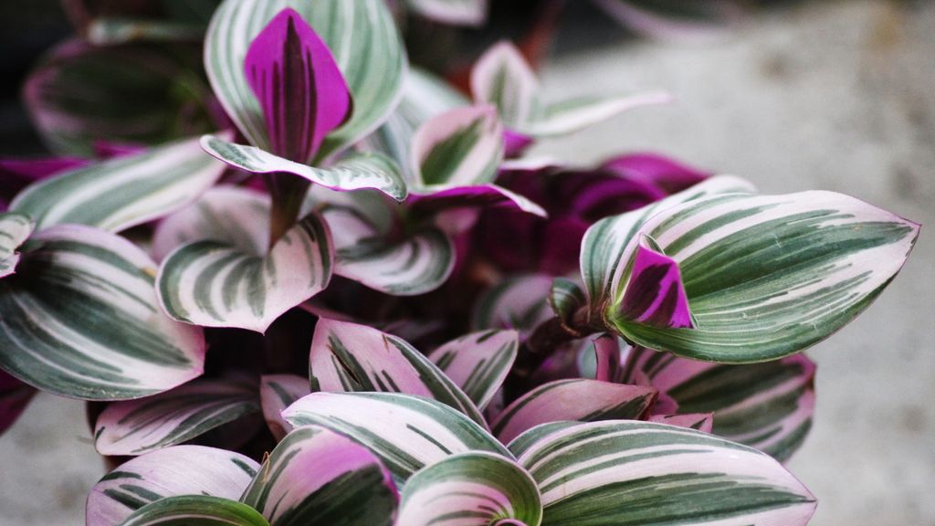 How to grow tradescantia: 4 expert care tips | Homes and Gardens