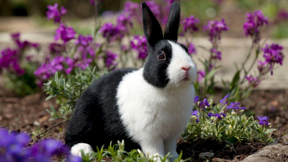 32 things to consider before getting a rabbit | PetsRadar