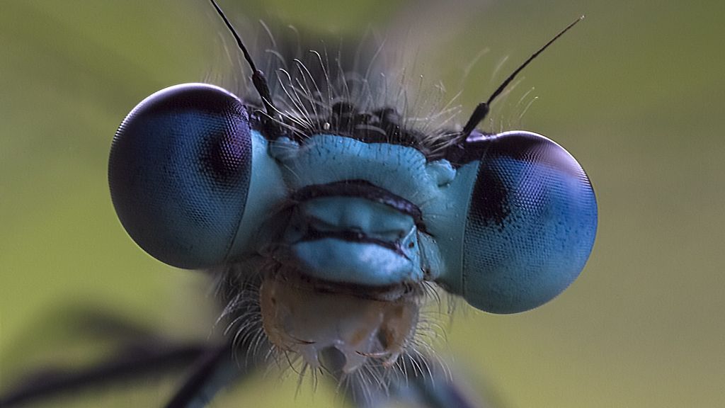 How many species of insects are there on Earth? | Live Science