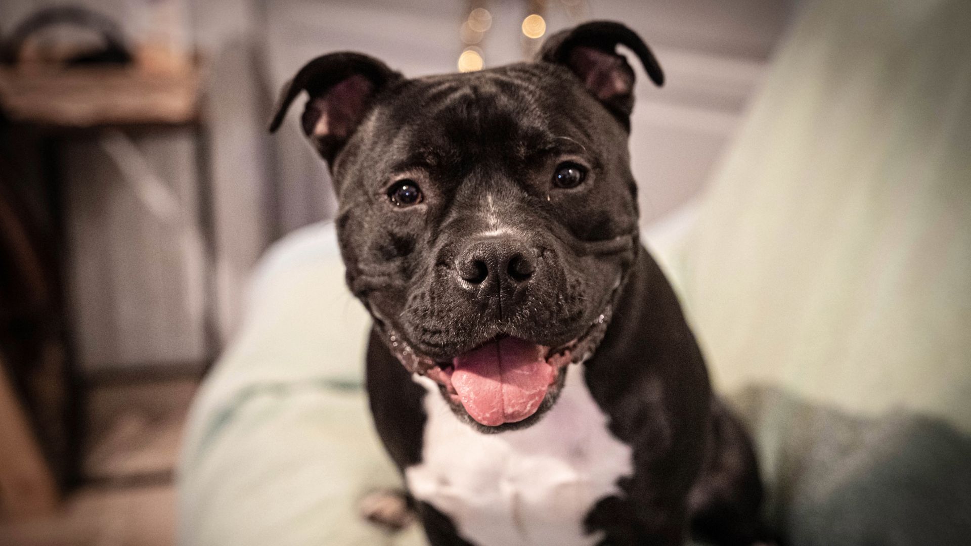 Staffordshire Bull Terrier: Breed profile and information | PetsRadar