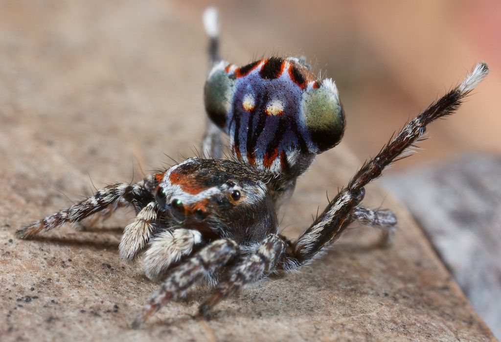 Incredible Photos of Peacock Spiders | Live Science