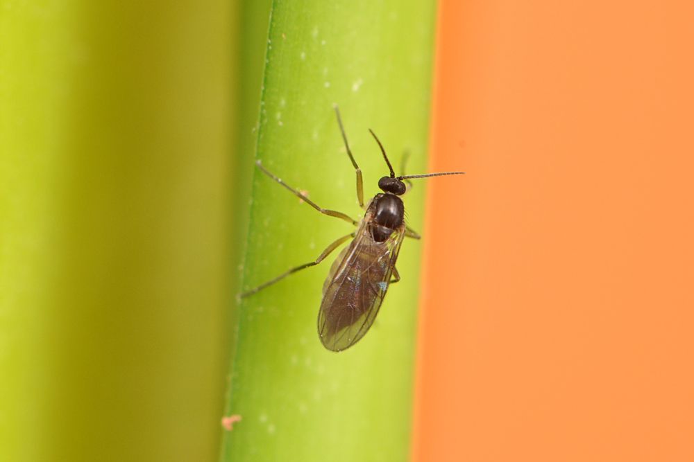 Photos: 15 Insects and Spiders That May Share Your Home | Live Science