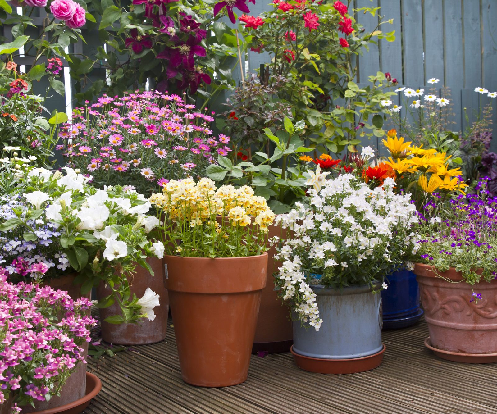 Container gardening for beginners - how to get the best pots | Homes ...