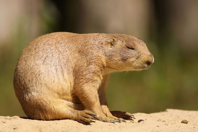 Sleep Tight! Snoozing Animals Gallery | Live Science