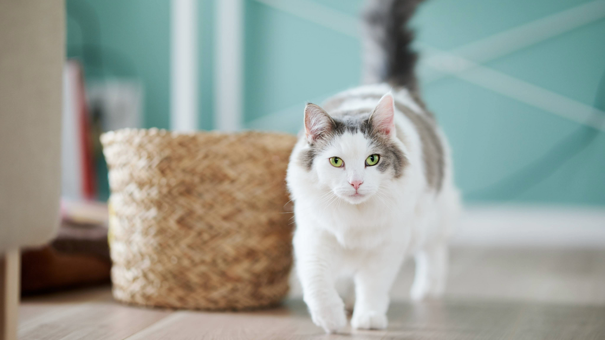 Why is my cat walking in circles? Vet shares key causes and what to do ...