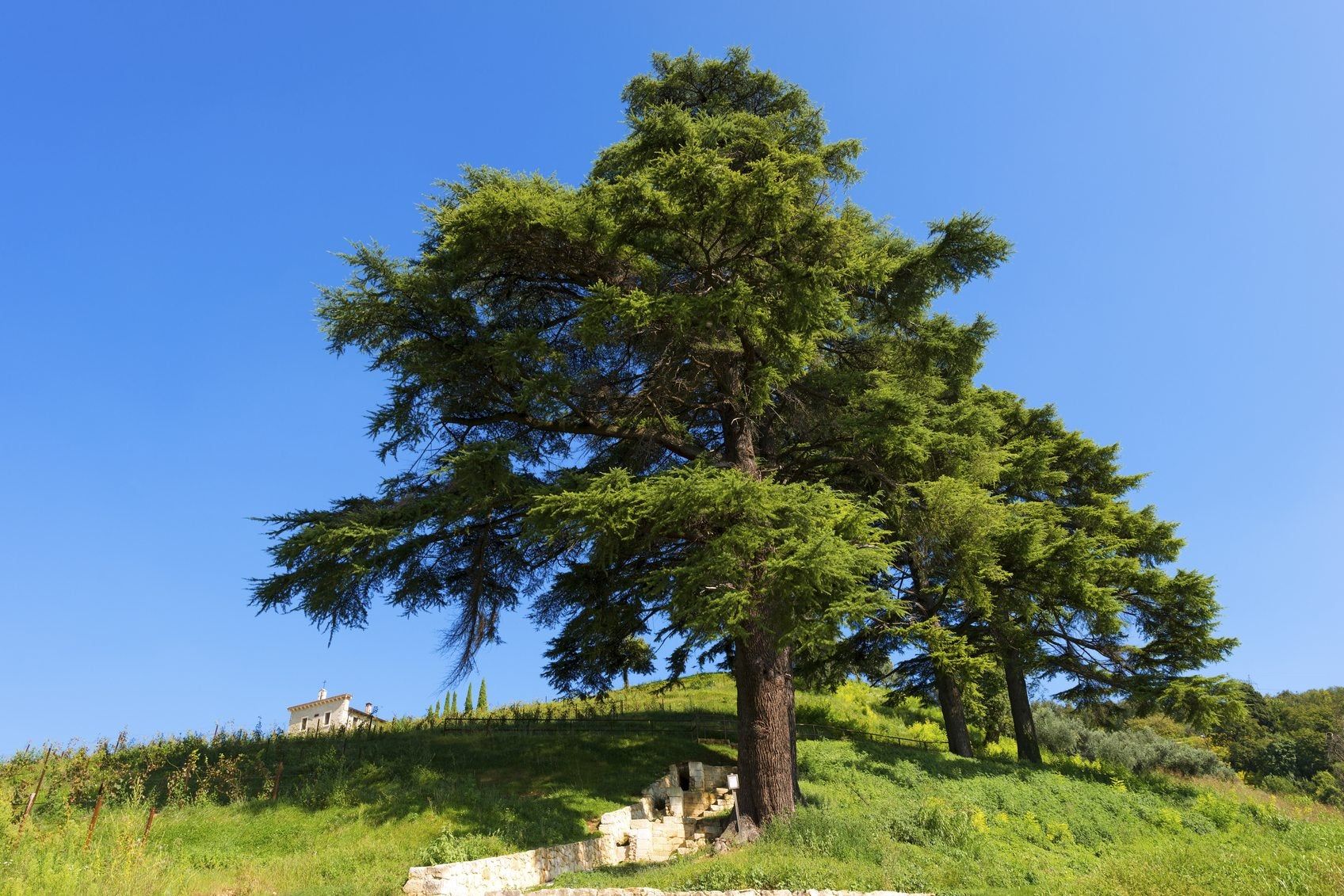 Lebanon Cedar Information: Tips On Growing Cedar Of Lebanon Trees ...