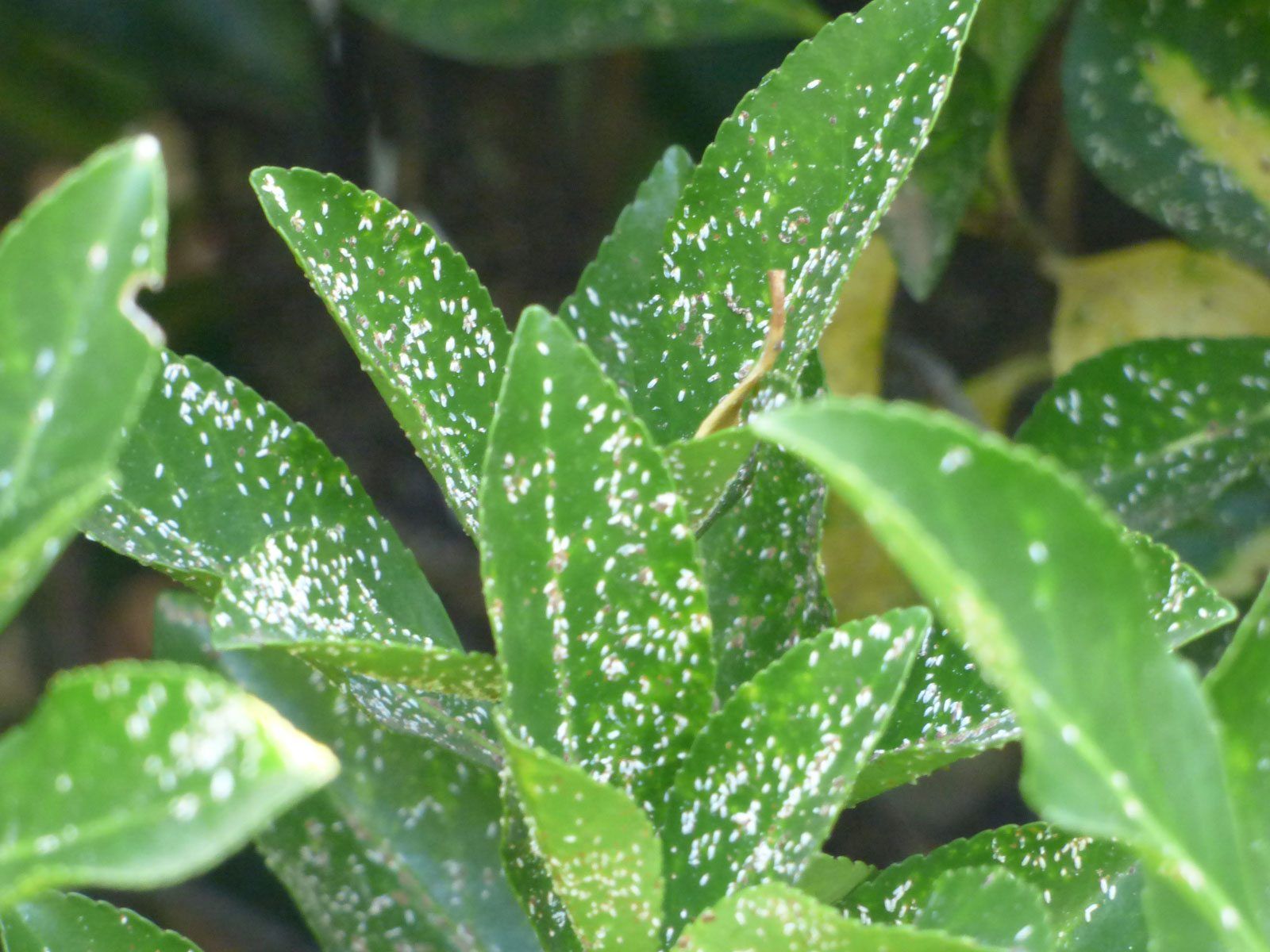 Scale On Euonymus Shrubs: How To Get Rid Of Euonymus Scale Insects ...
