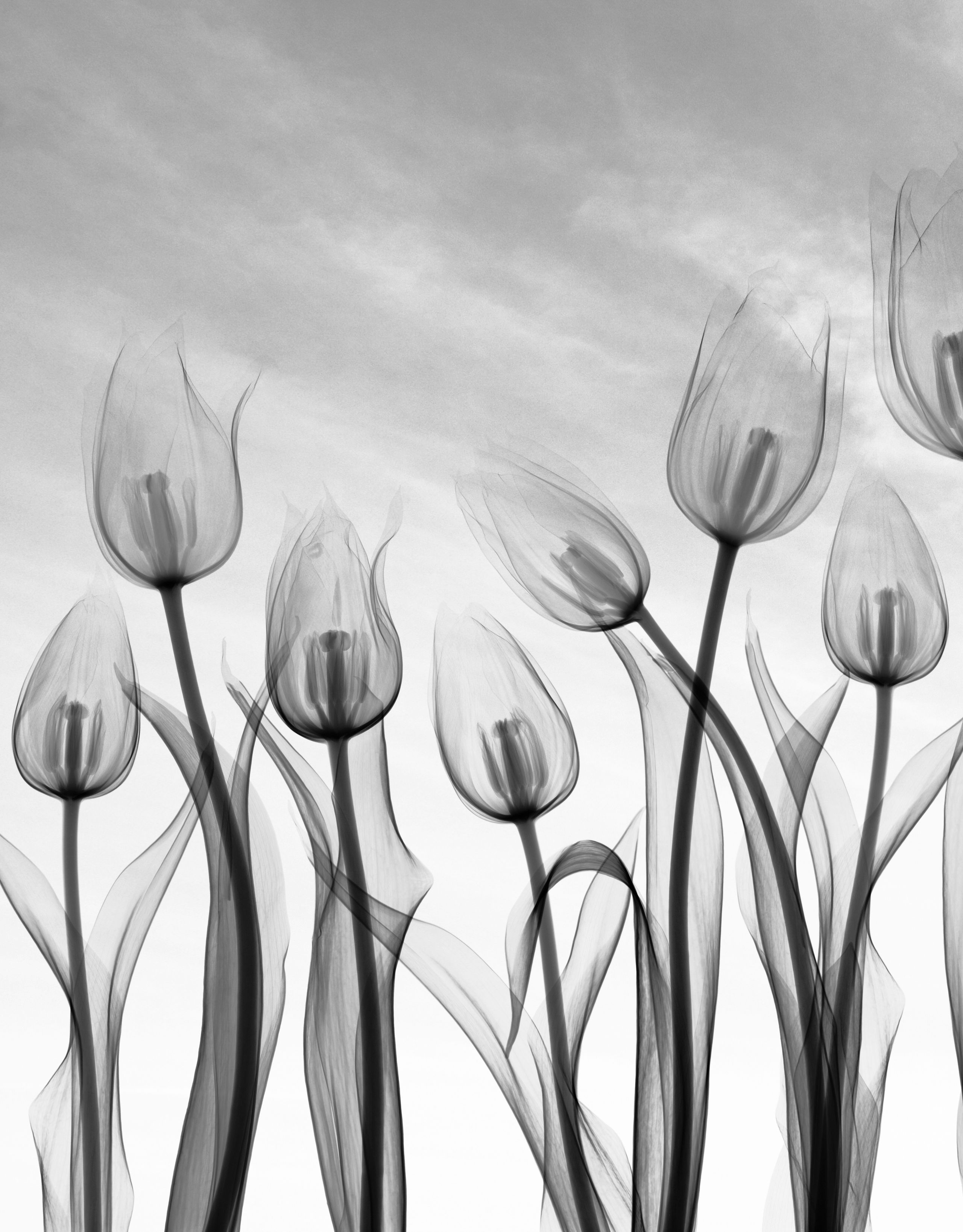 Meet the cyborg plants of the future | The Week