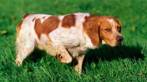 Brittany Spaniel: Breed profile and information | PetsRadar