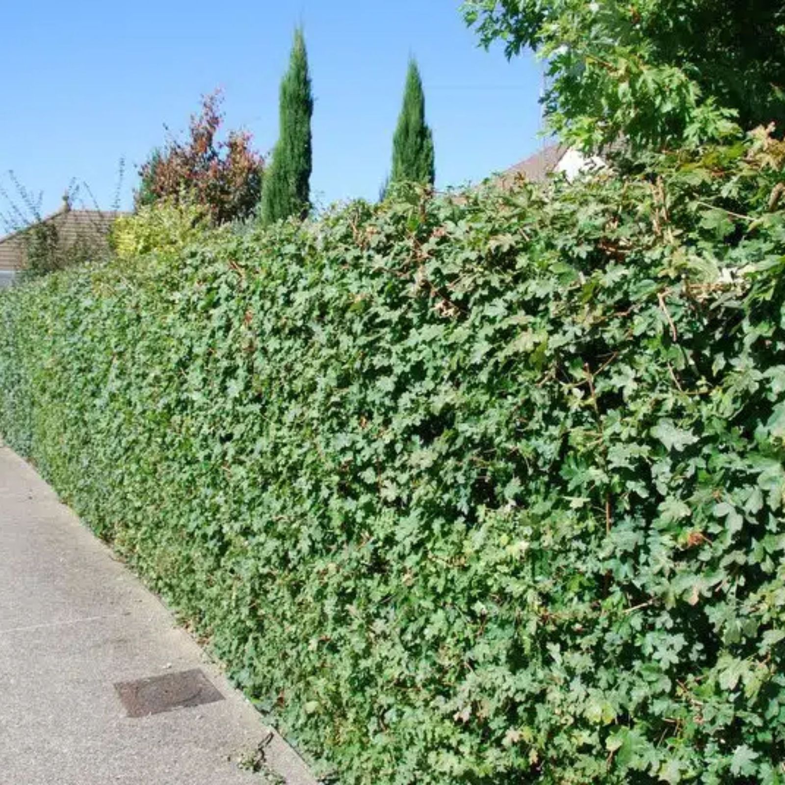 7 best fast-growing hedges to ramp up your garden's privacy | Ideal Home