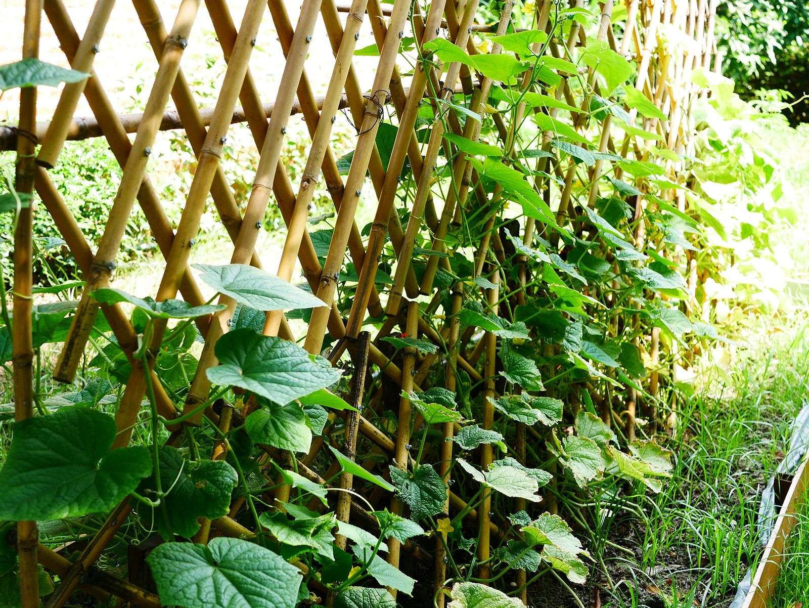 How to grow cucumbers vertically: simple methods to try | Homes and Gardens