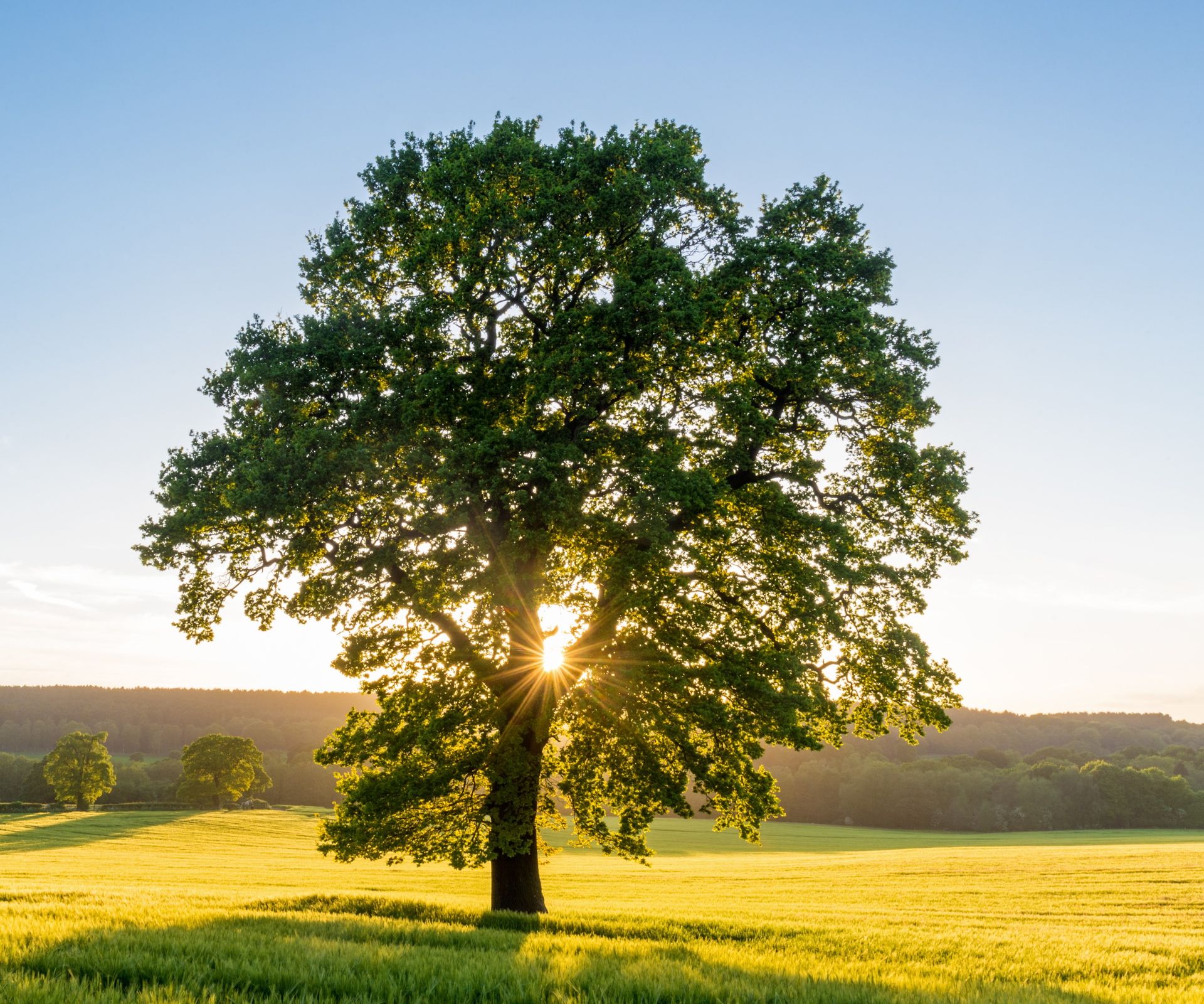 Trees never to plant in a small front yard: experts advise | Homes and ...