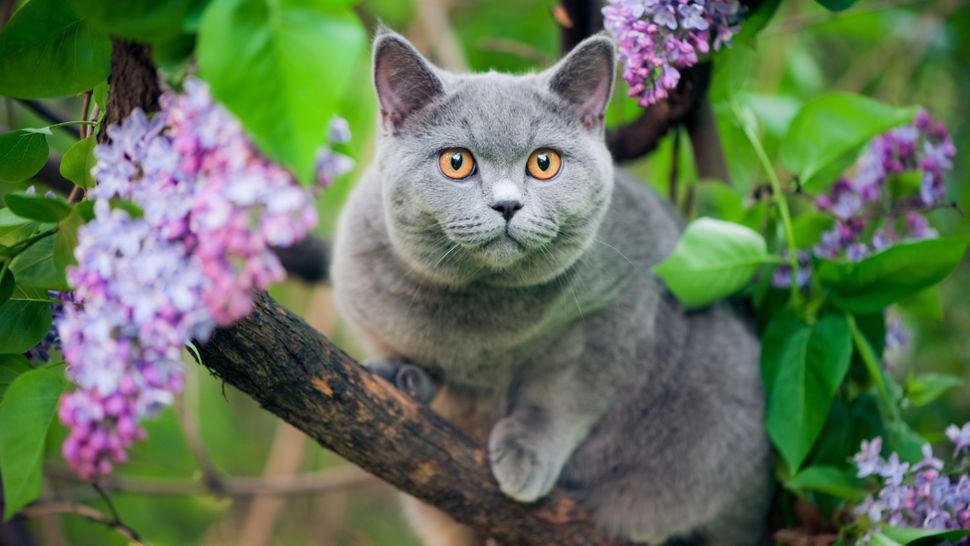 32 cat breeds that prefer being outdoors | PetsRadar