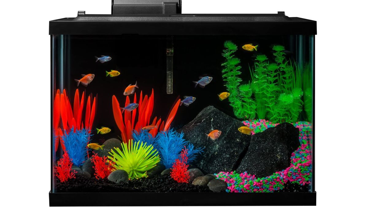 Best tropical fish tanks: Showcase your fish with style | PetsRadar