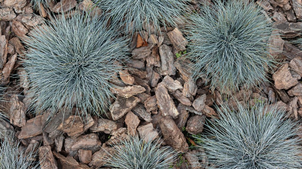9 plants that can grow on rocks | Tom's Guide