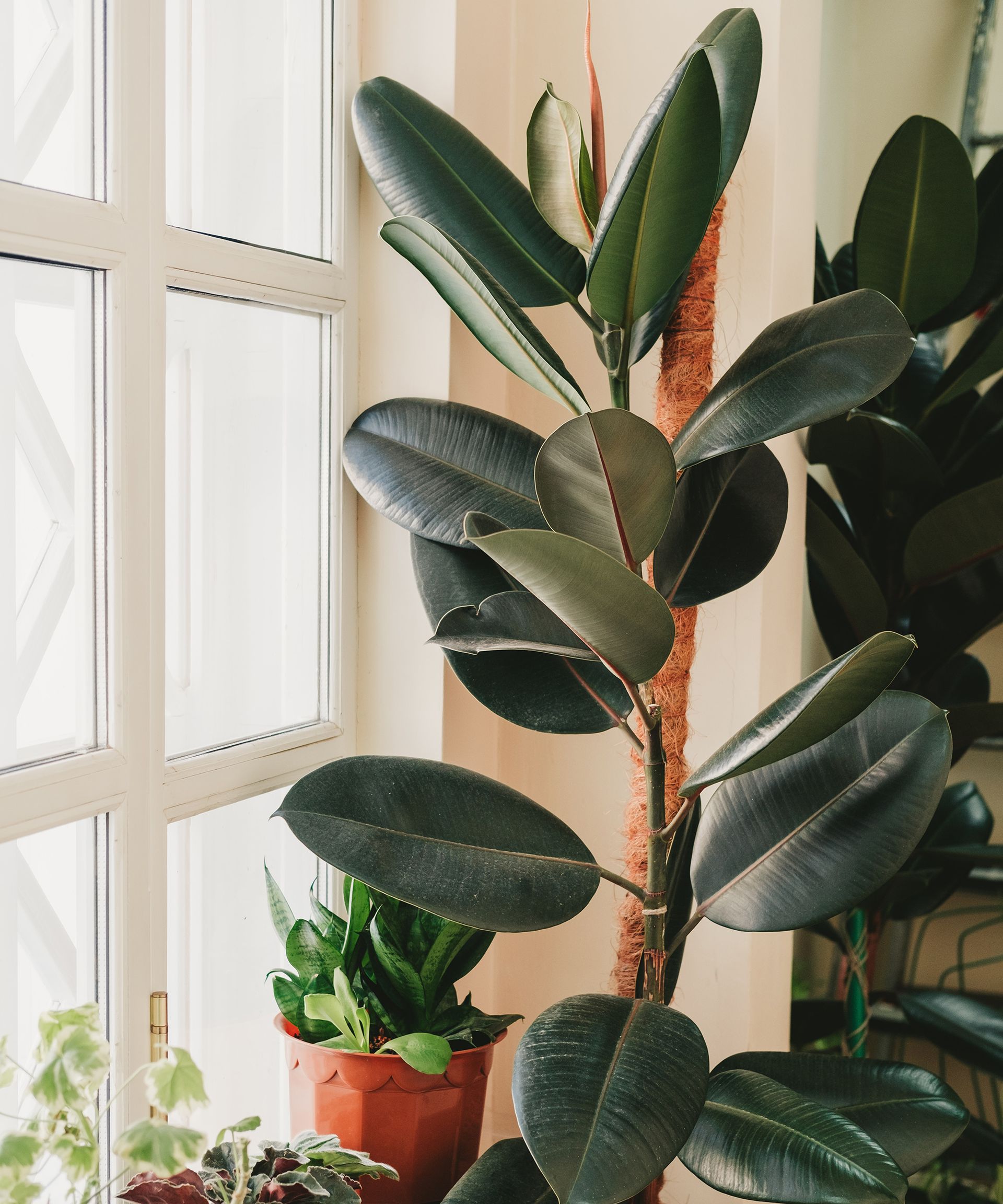 Rubber plant care guide: 6 expert tips | Homes and Gardens