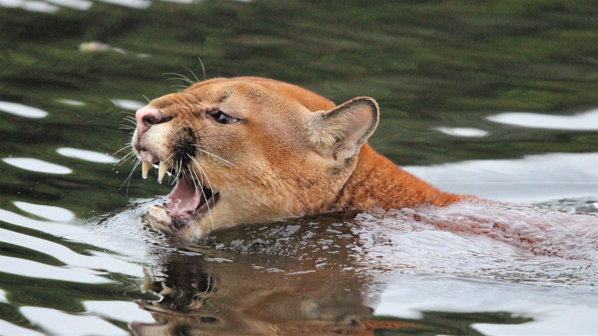 Watch mountain lion swim across a Colorado river | Advnture