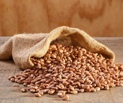 How to grow pinto beans - with some expert growing tips | Homes and Gardens