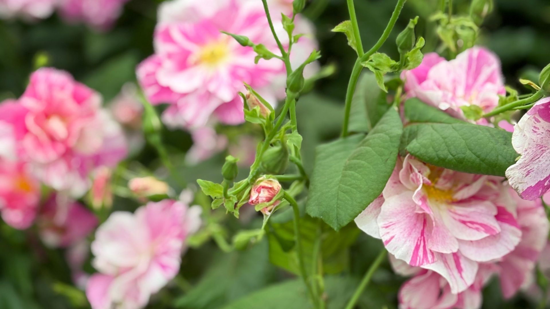 Patterned plants are our new favourite garden trend | Ideal Home